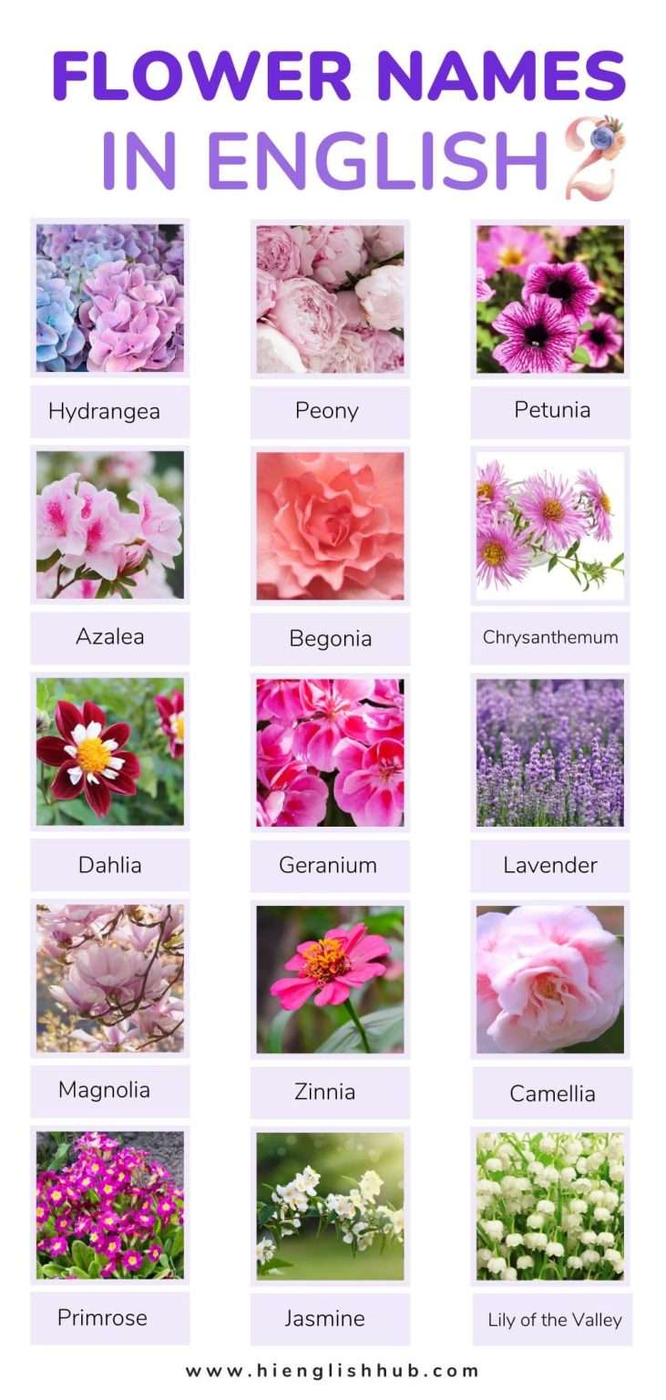 59+ Pretty Flower Names In English With Pictures And Meanings - Hi ...