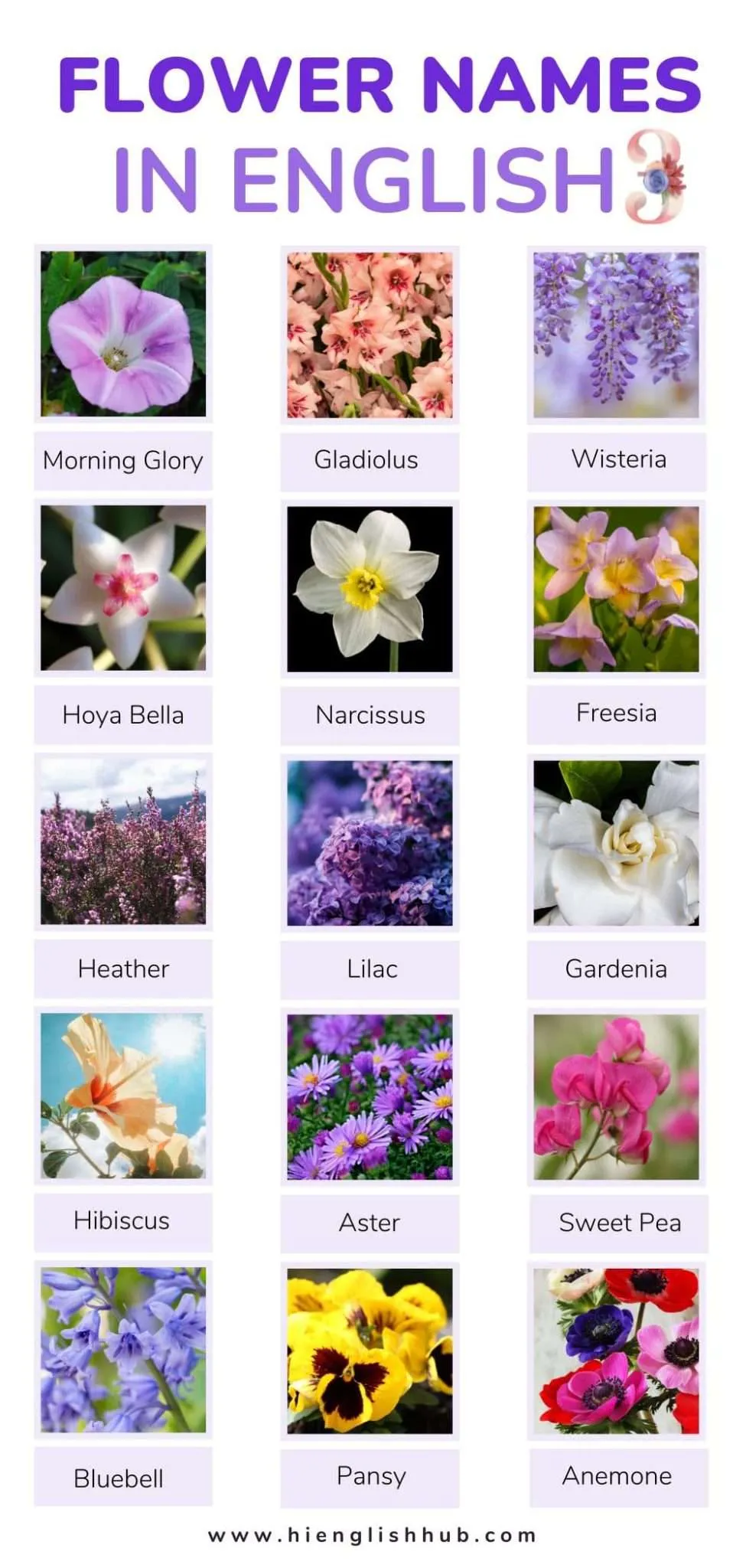 59+ Pretty Flower Names In English With Pictures And Meanings - Hi ...