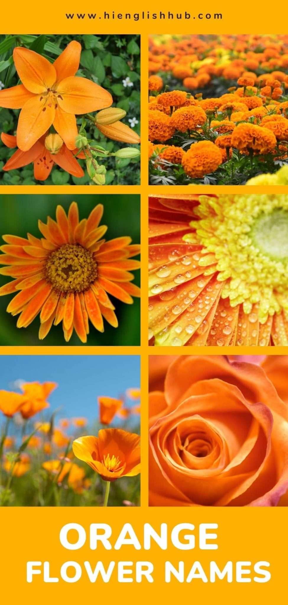 59+ Pretty Flower Names In English With Pictures And Meanings - Hi ...