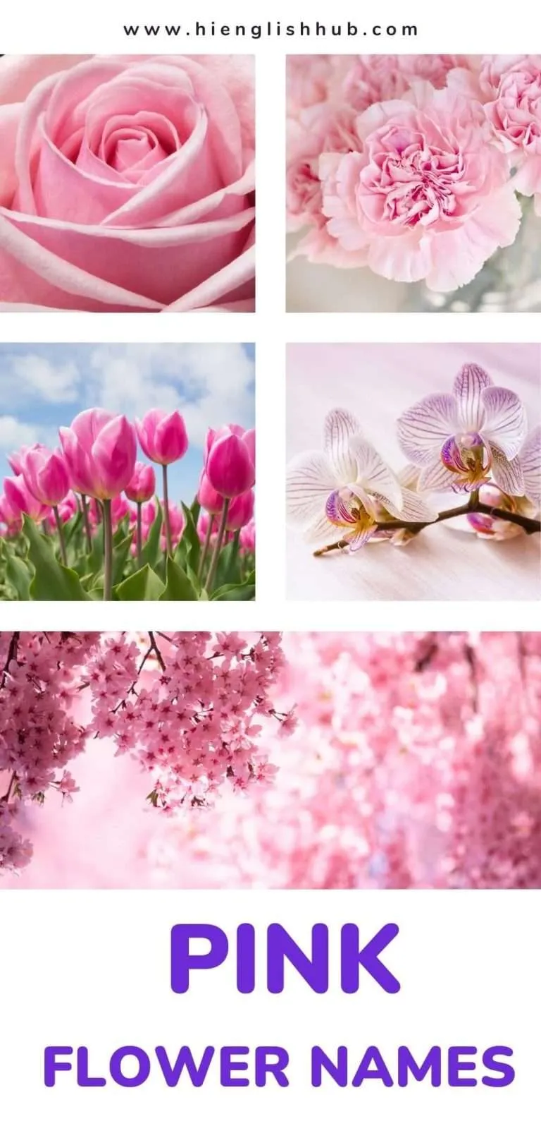59+ Pretty Flower Names In English With Pictures And Meanings - Hi ...