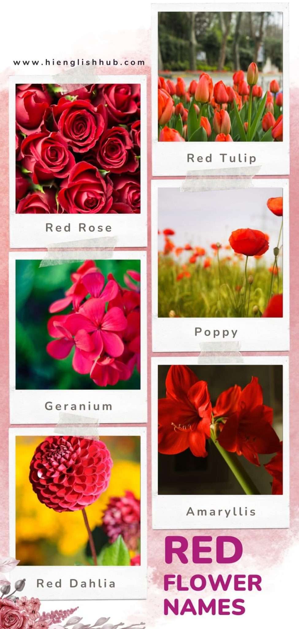 59+ Pretty Flower Names In English With Pictures And Meanings - Hi ...